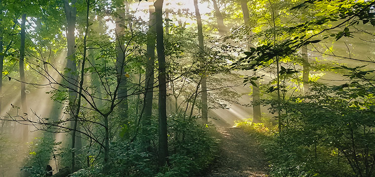 Forest Bathing at Long Branch Farm and Trails | Green Umbrella