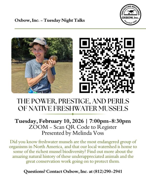 The Power, Prestige, and Perils of Native Freshwater Mussels | Green ...