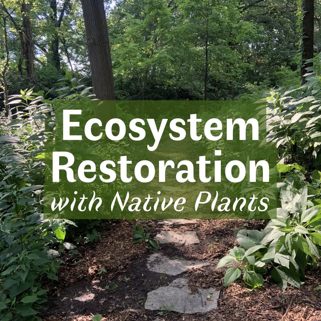 Ecosystem Restoration with Native Plants | Green Umbrella