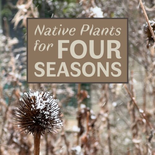 Native Plants for Four Seasons | Green Umbrella