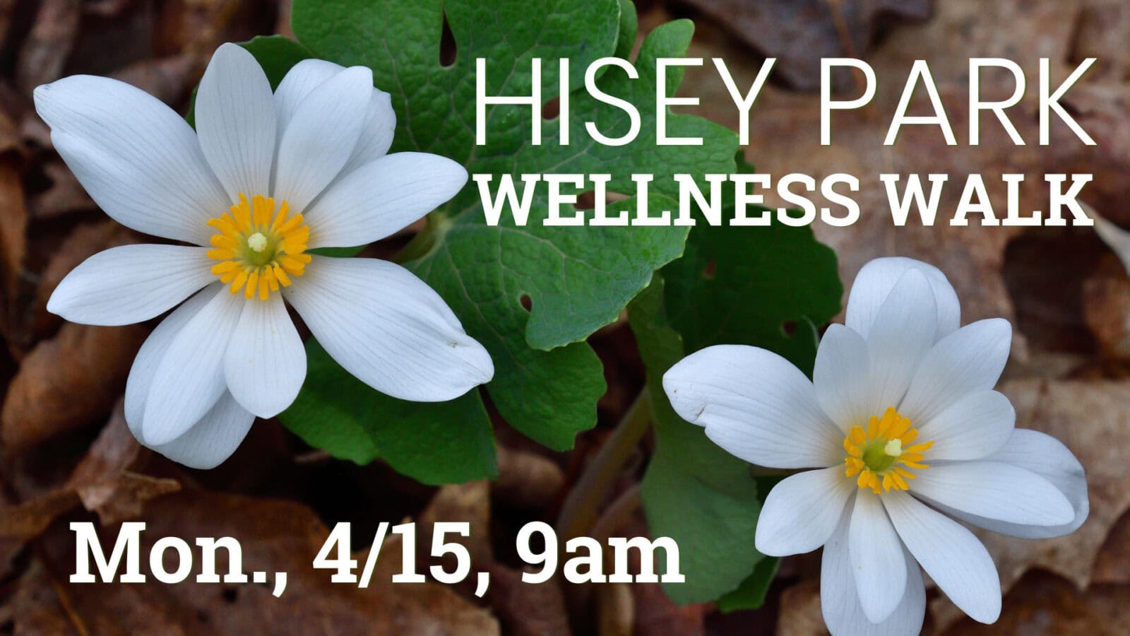 Spring Wellness Walk (Wildflowers!) at Hisey Park | Green Umbrella