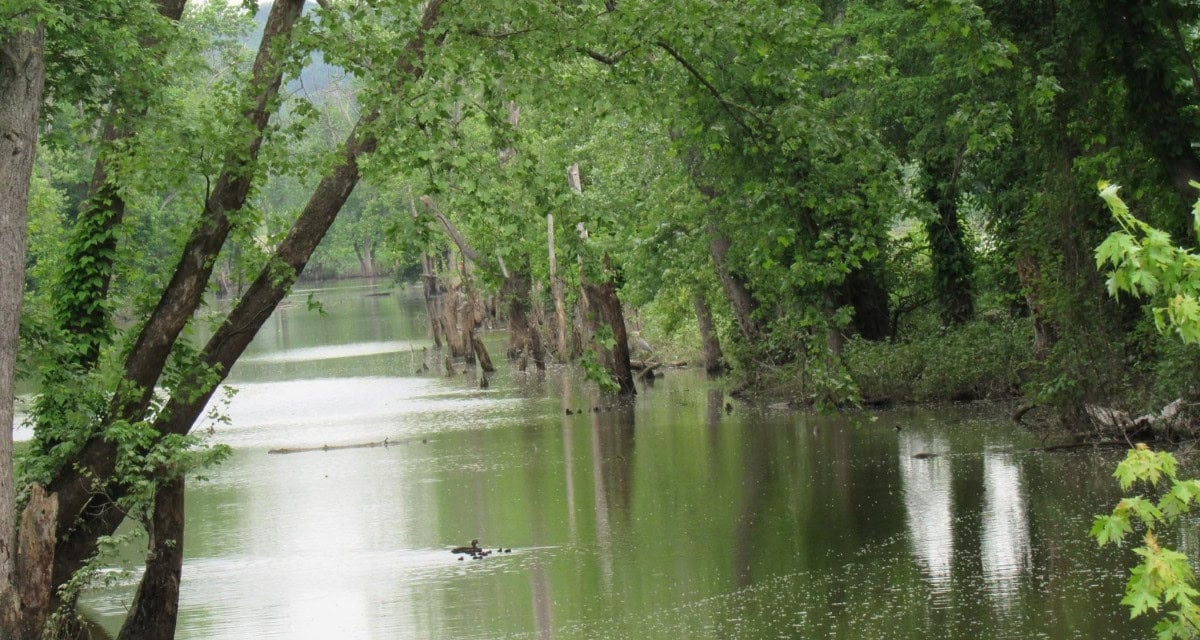 Meandering: A Tale of the Oxbow Nature Conservancy | Green Umbrella