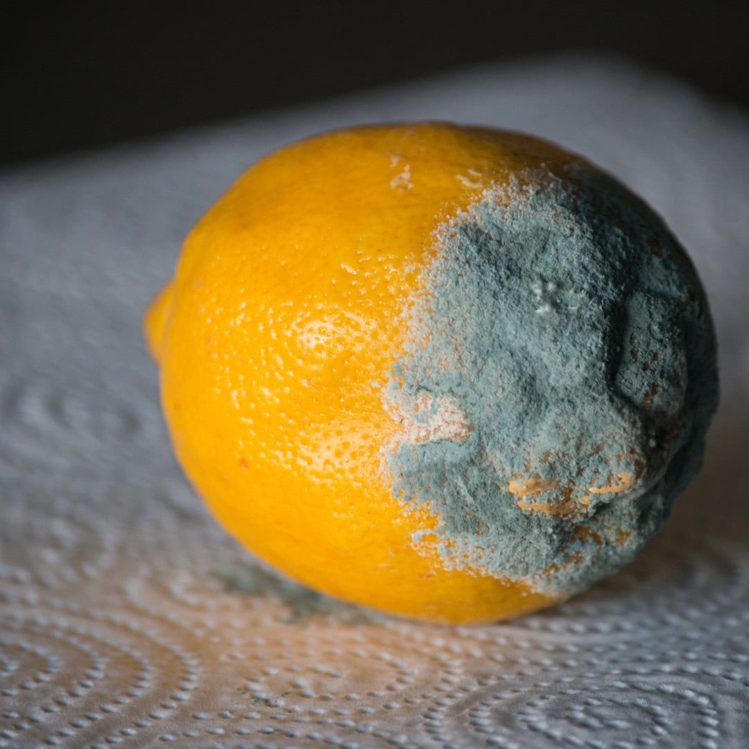 Wasted Money, Wasted Potential: Food Waste Is a Loss for All | Green ...