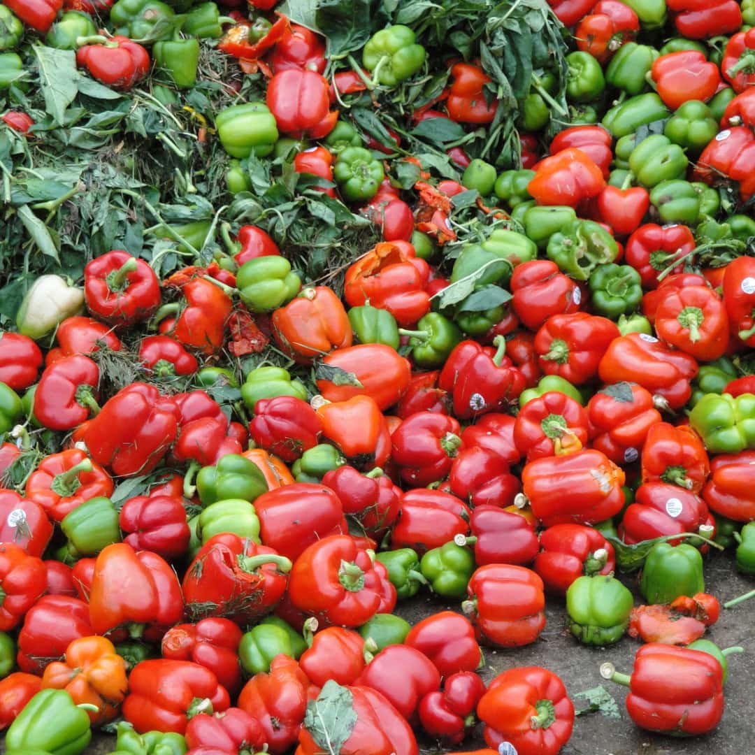 Wasted Money, Wasted Potential: Food Waste Is a Loss for All | Green ...